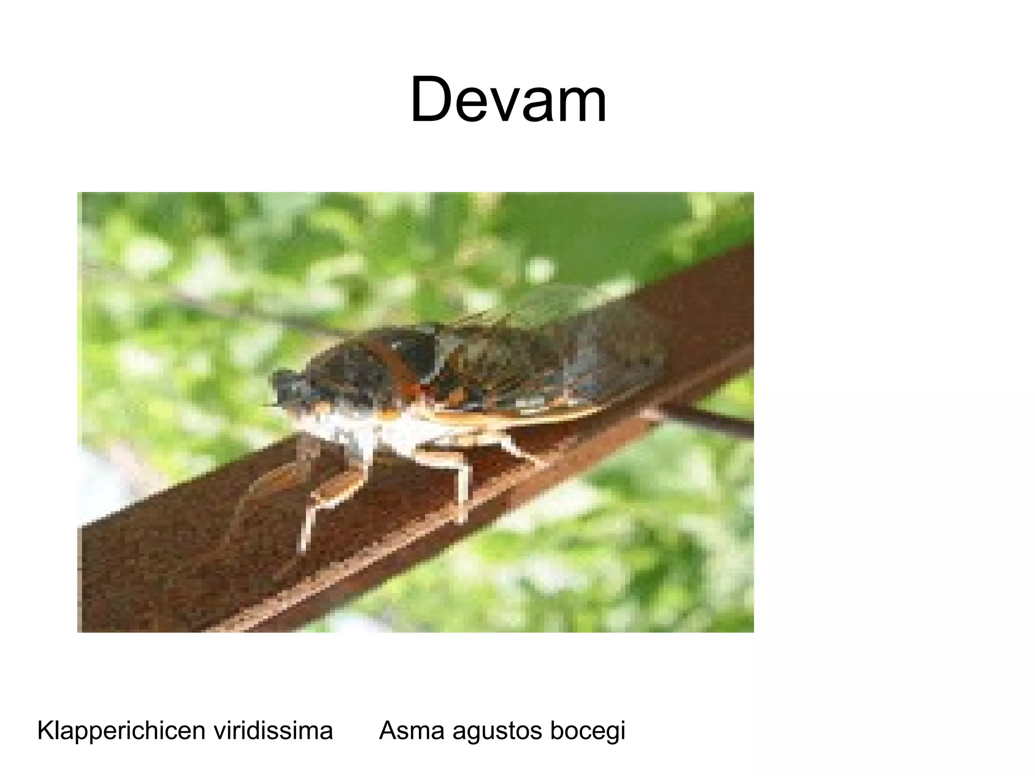 Bocek sistematik | PPT