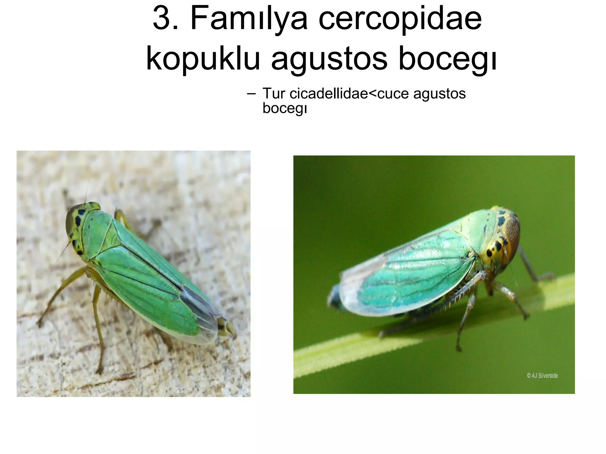 Bocek sistematik | PPT