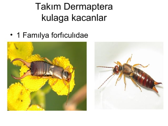 Bocek sistematik | PPT