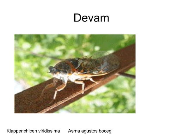 Bocek sistematik | PPT