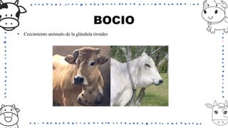 Bocio en bovinos | PPTX