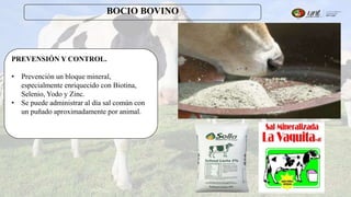 Bocio Bovino | PPTX
