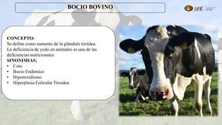Bocio Bovino | PPTX