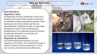 Bocio Bovino | PPTX