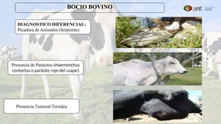 Bocio Bovino | PPTX