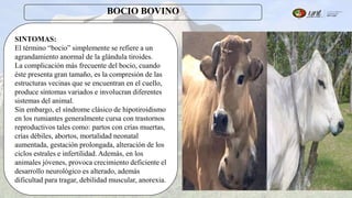 Bocio Bovino | PPTX