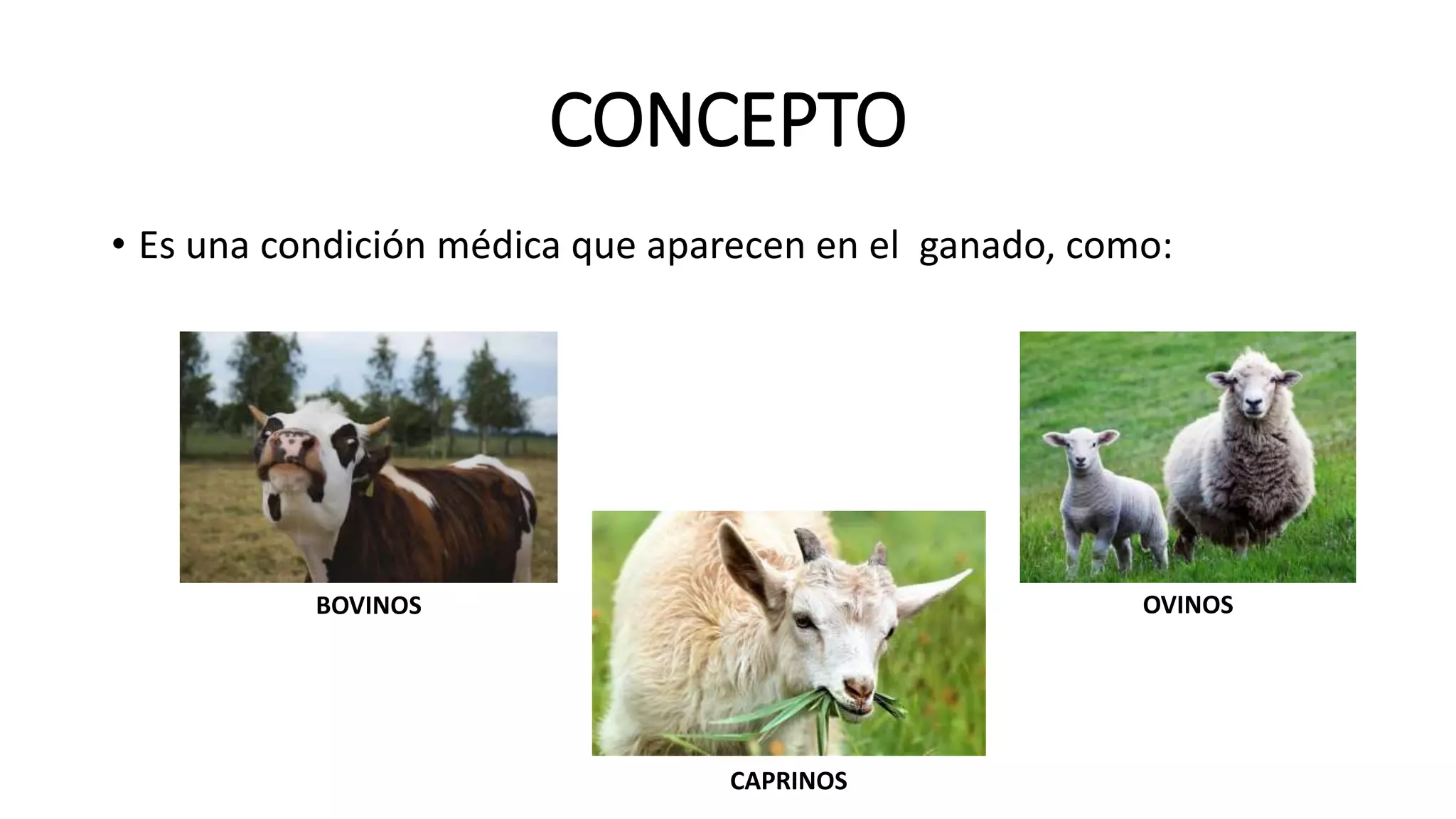Bocio en bovinos presentación | PPTX | Thyroid Disorders | Endocrine ...