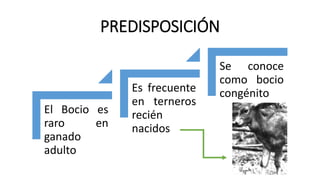 Bocio en bovinos presentación | PPTX