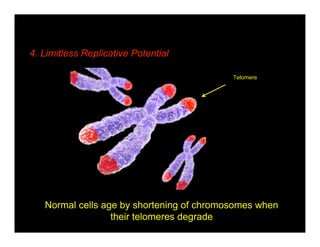 Boc Lecture 4 the hallmarks of cancer km | PPT