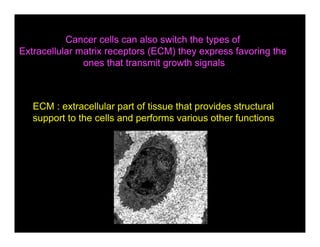 Boc Lecture 4 the hallmarks of cancer km | PDF