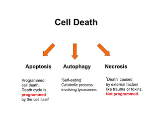 BOC 134 lecture - 7 Cell Death | PPT