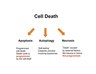 BOC lecture 7 cell death | PDF