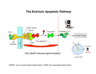 BOC lecture 7 cell death | PDF