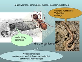 Bodemsamenstelling | PPT