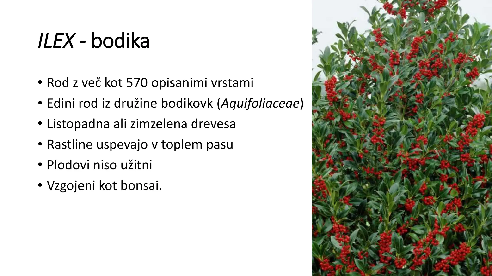 Bodika (Ilex) .pptx
