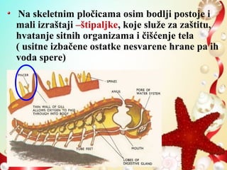Bodljokošci | PPT
