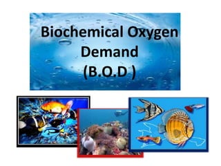 Bod slide | PPT