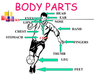 Body | PPT
