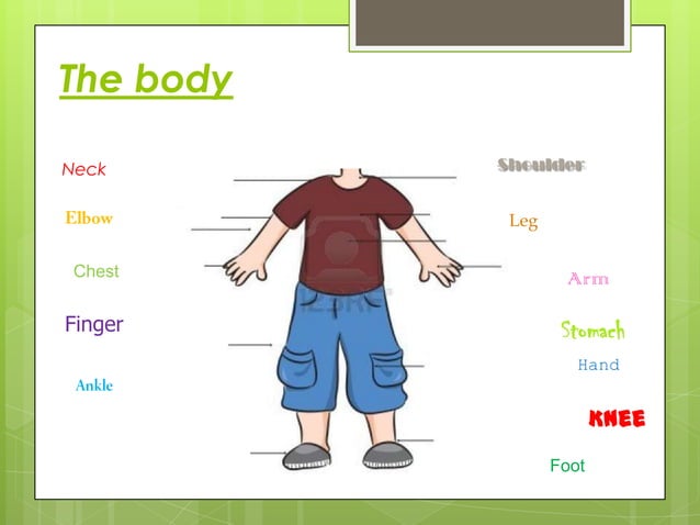 Body parts! | PPTX