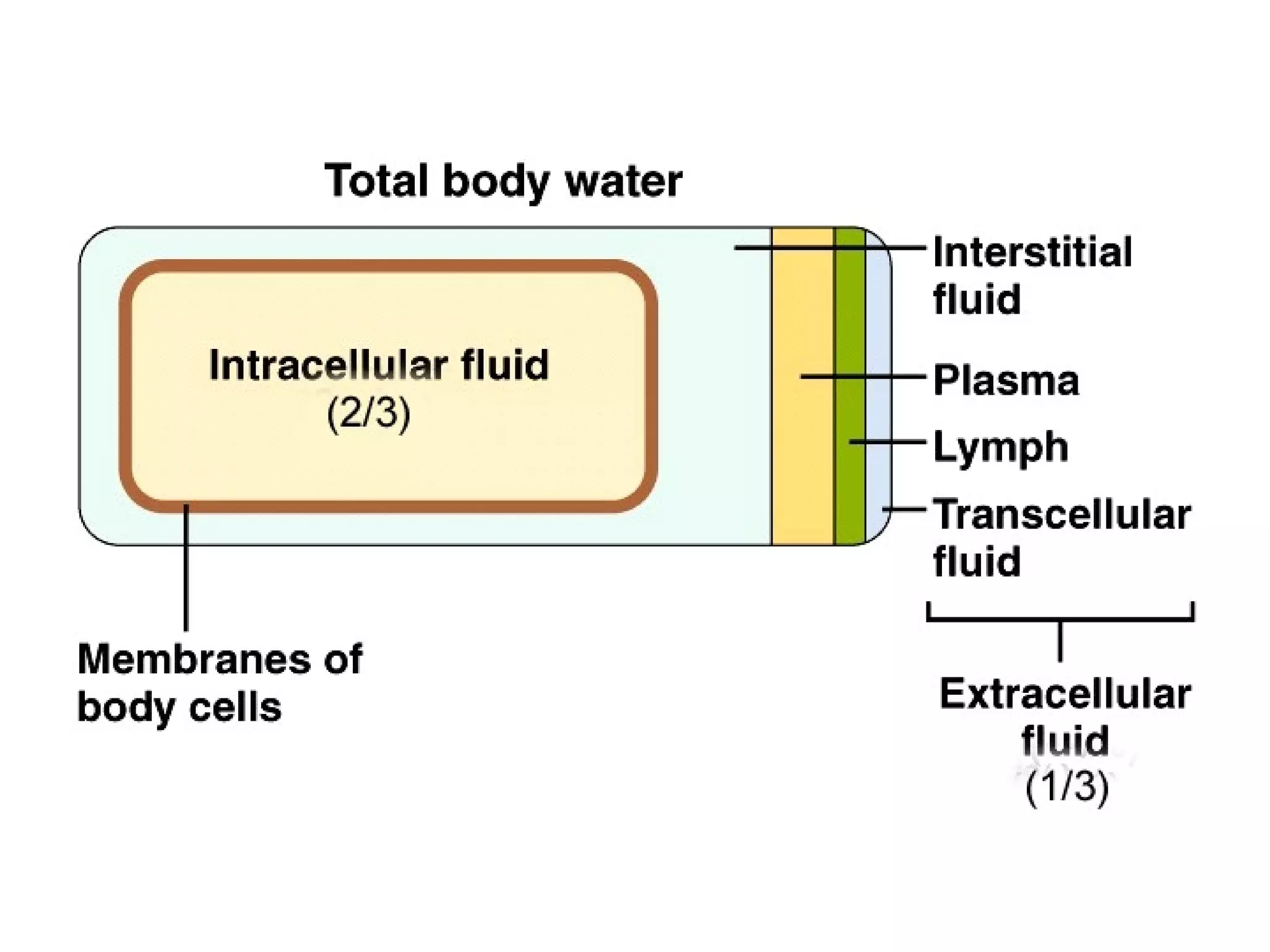Body Fluid And Electrolyte Balance | PPT | Blood Disorders | Diseases ...