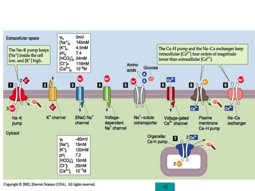 body-fluid-and-electrolyte-balance