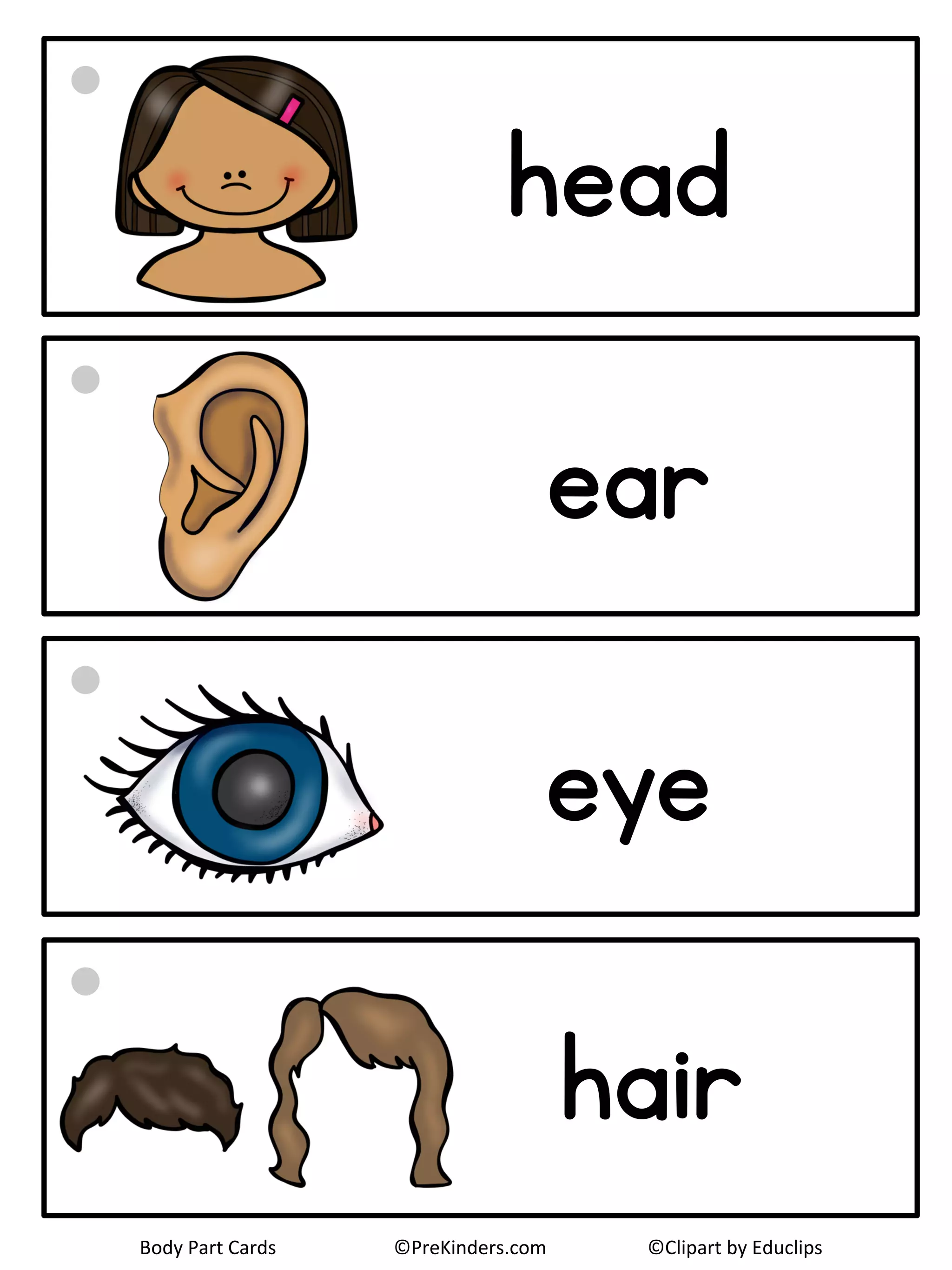 Body part-word-cards | PDF
