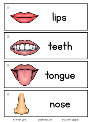 Body part-word-cards | PDF