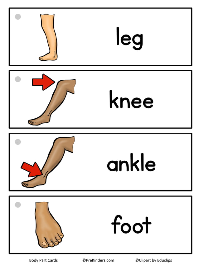 Body part-word-cards | PDF