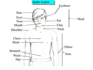 Body parts | PPT