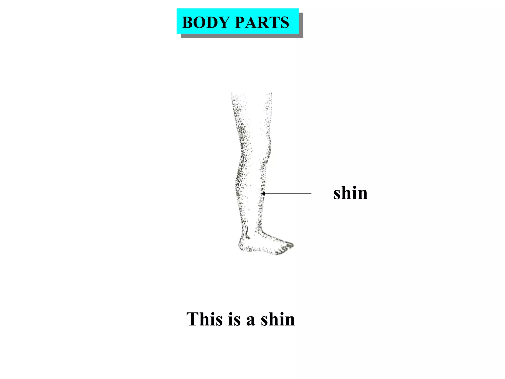 Body parts | PPT | Free Download
