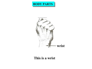 Wrist Body Part
