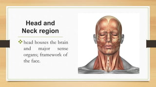 BODY-REGIONS.pptxinpathfit1styearengineering | PPTX