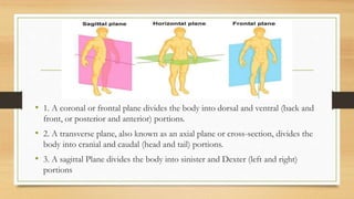 BODY-REGIONS.pptxinpathfit1styearengineering | PPTX