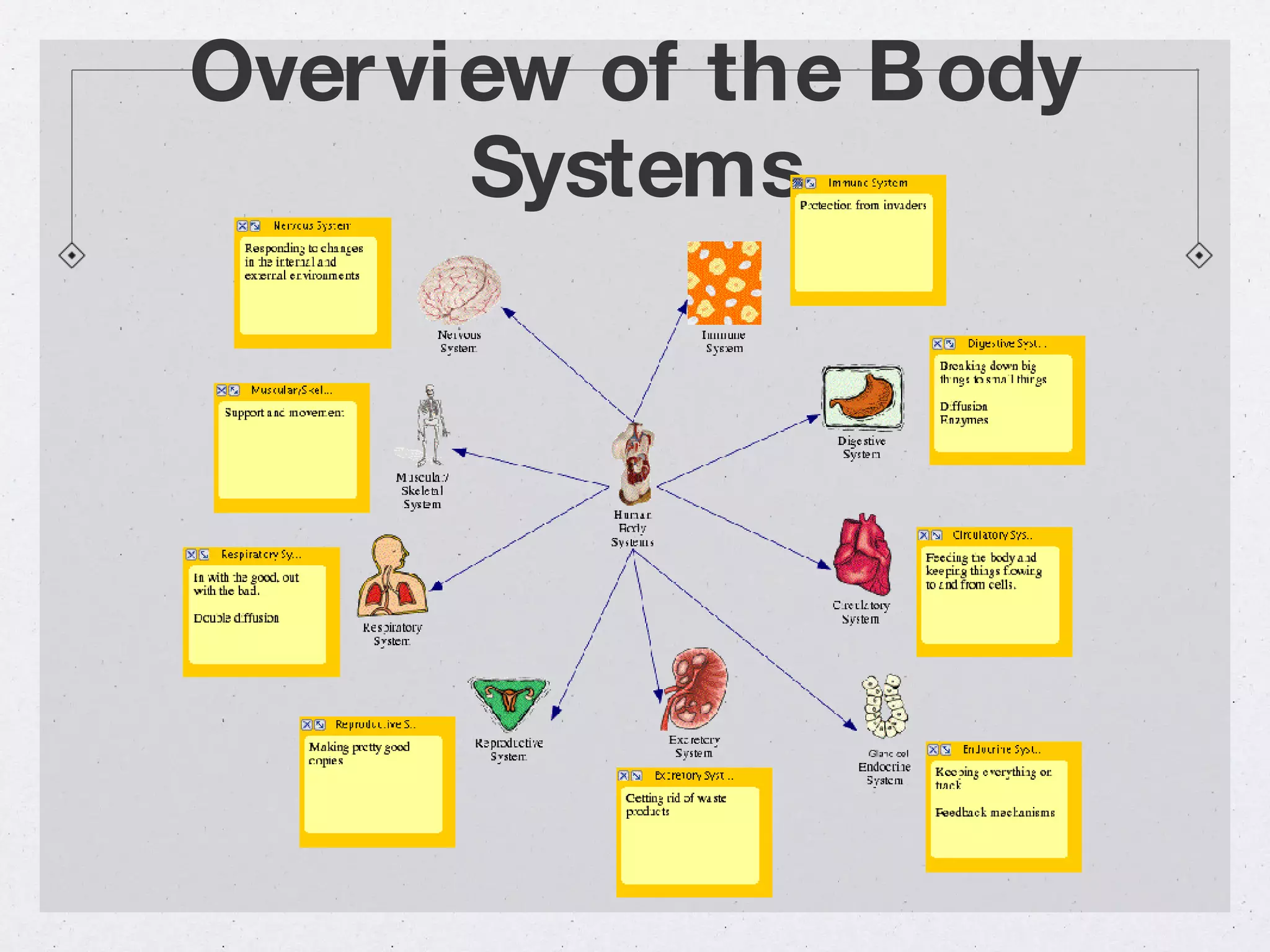 Body Systems Presentation | PPT | Air Travel | Travel Type