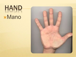 Body parts primaria | PPTX