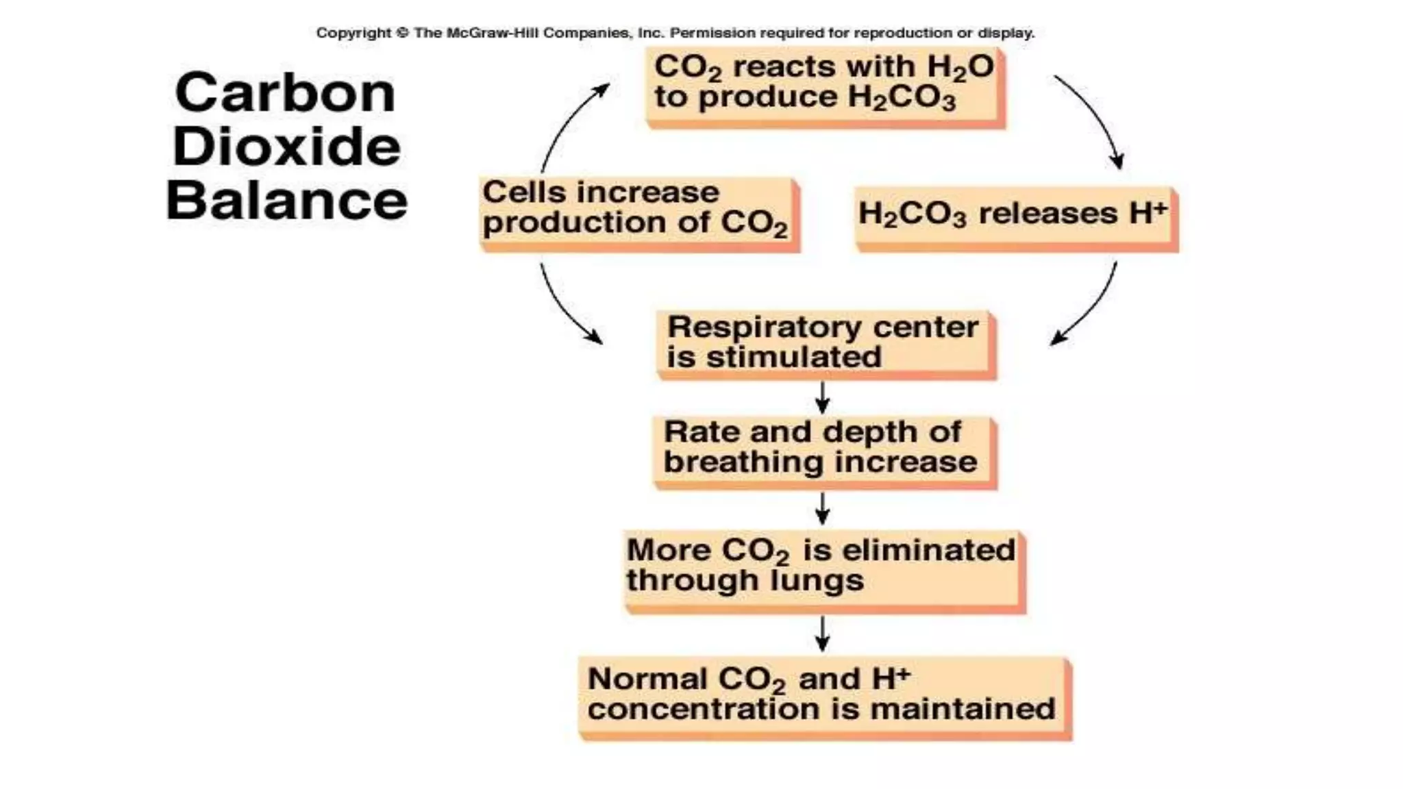 Body buffers and acid base balance.pptx