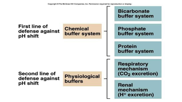 Body buffers and acid base balance.pptx | Chemistry | Science