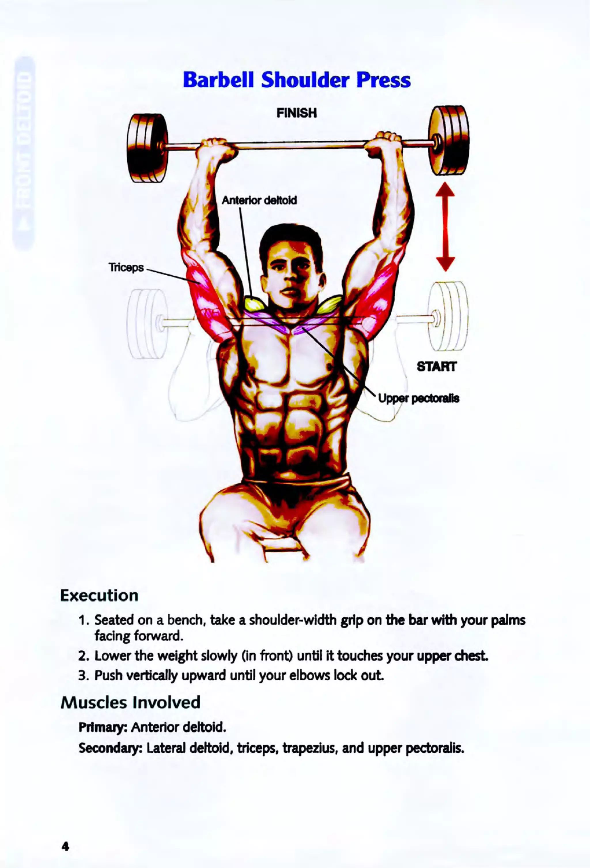 Bodybuilding anatomy | PDF