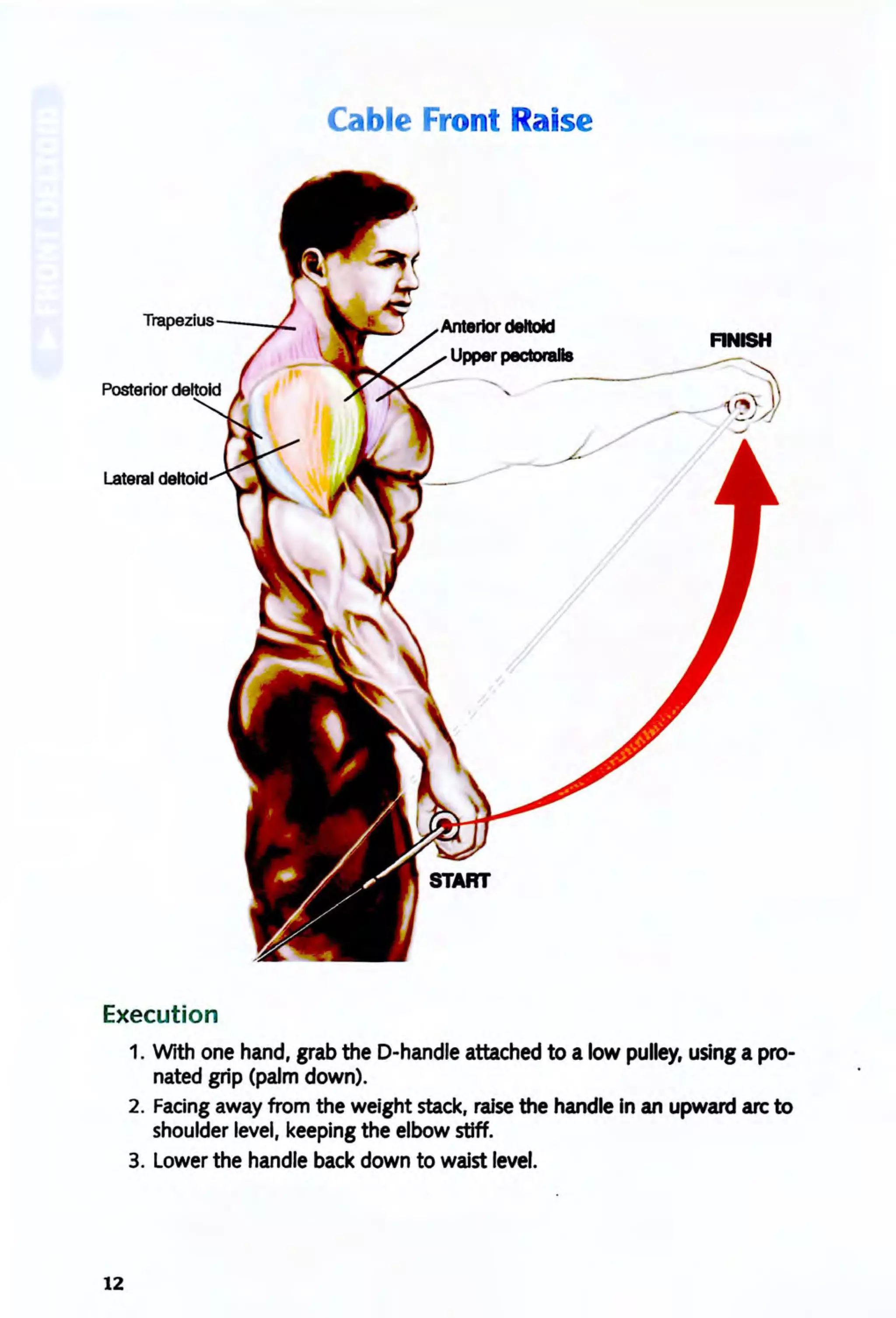 Bodybuilding anatomy | PDF