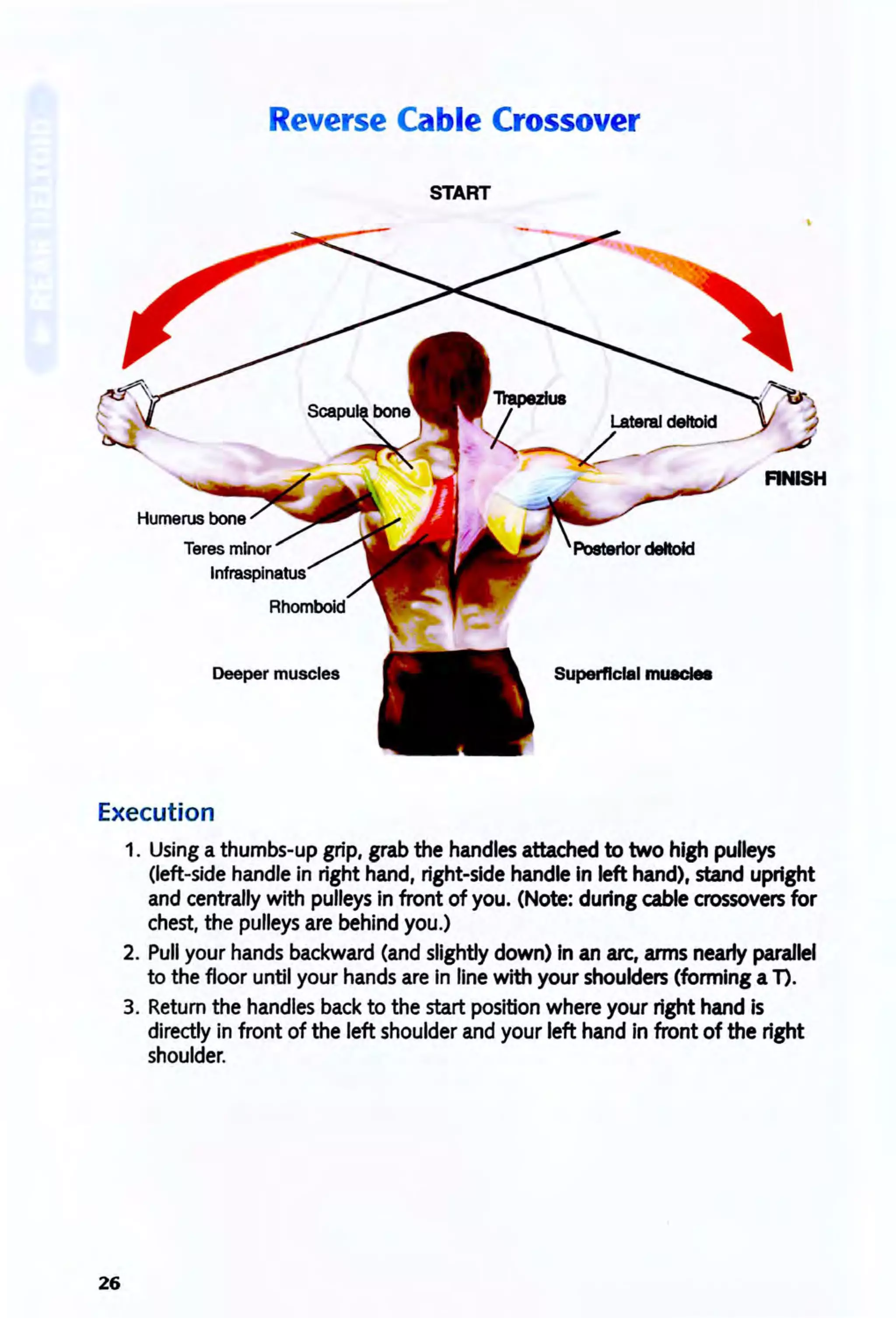 Bodybuilding anatomy | PDF