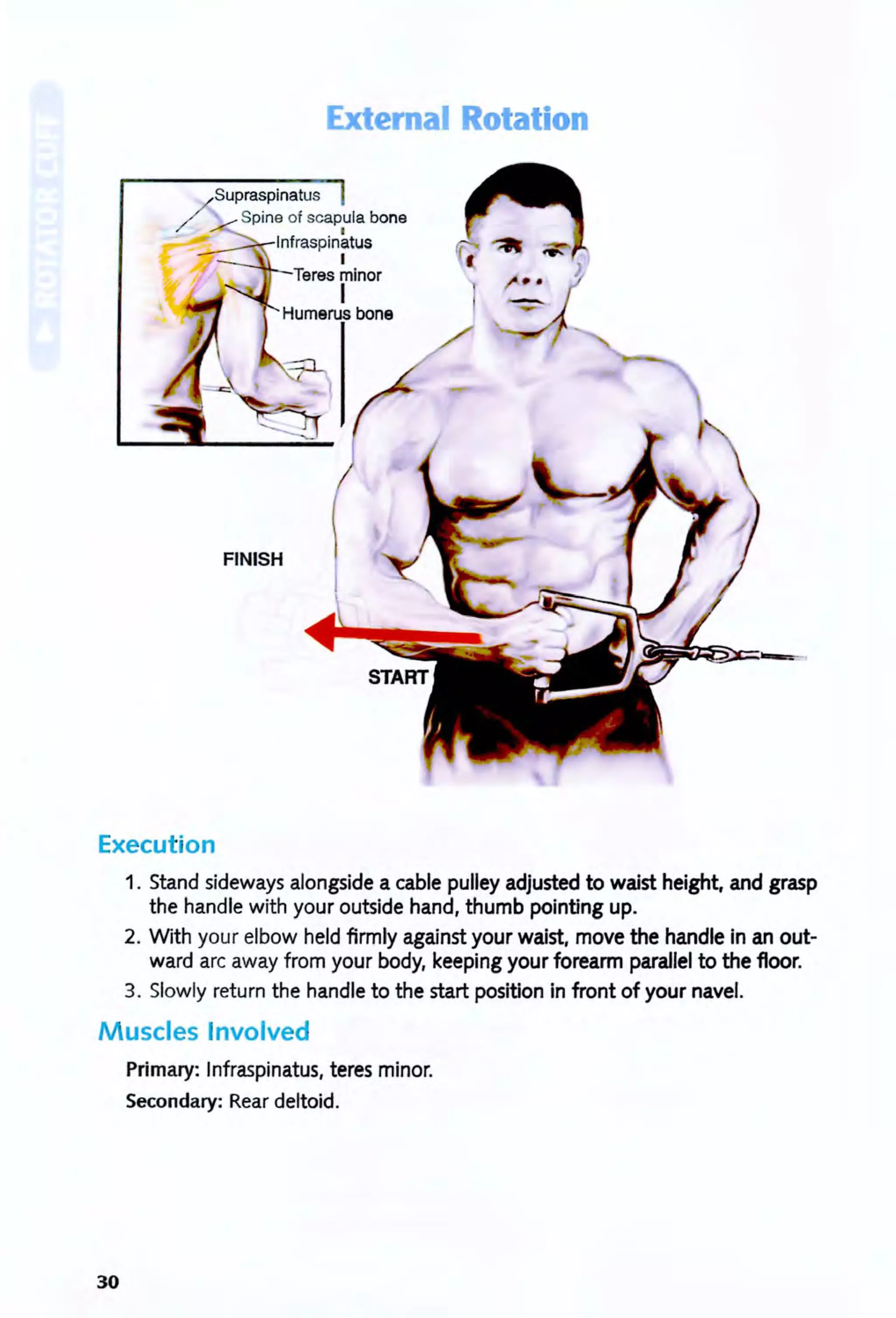 Bodybuilding anatomy | PDF