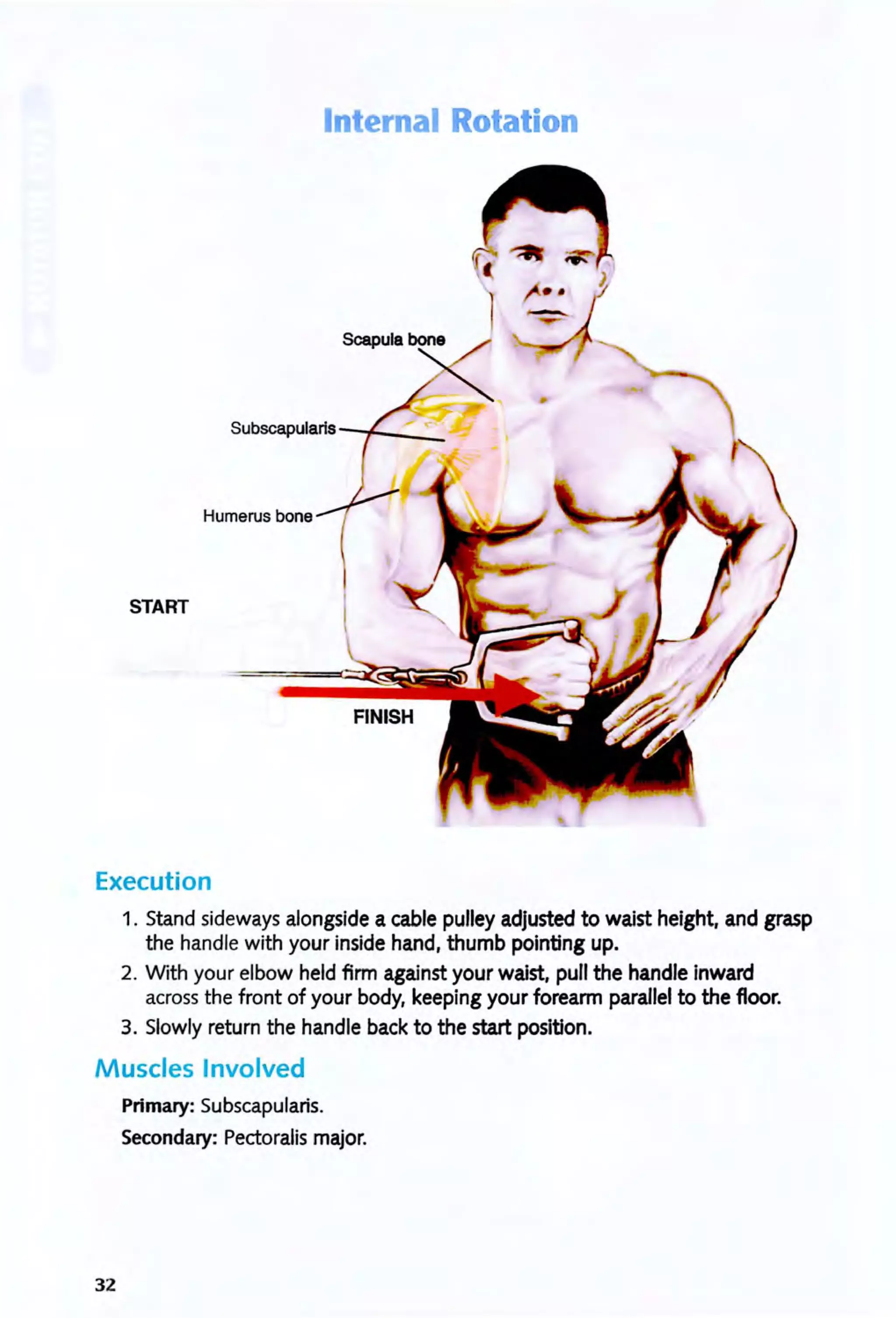 Bodybuilding anatomy | PDF