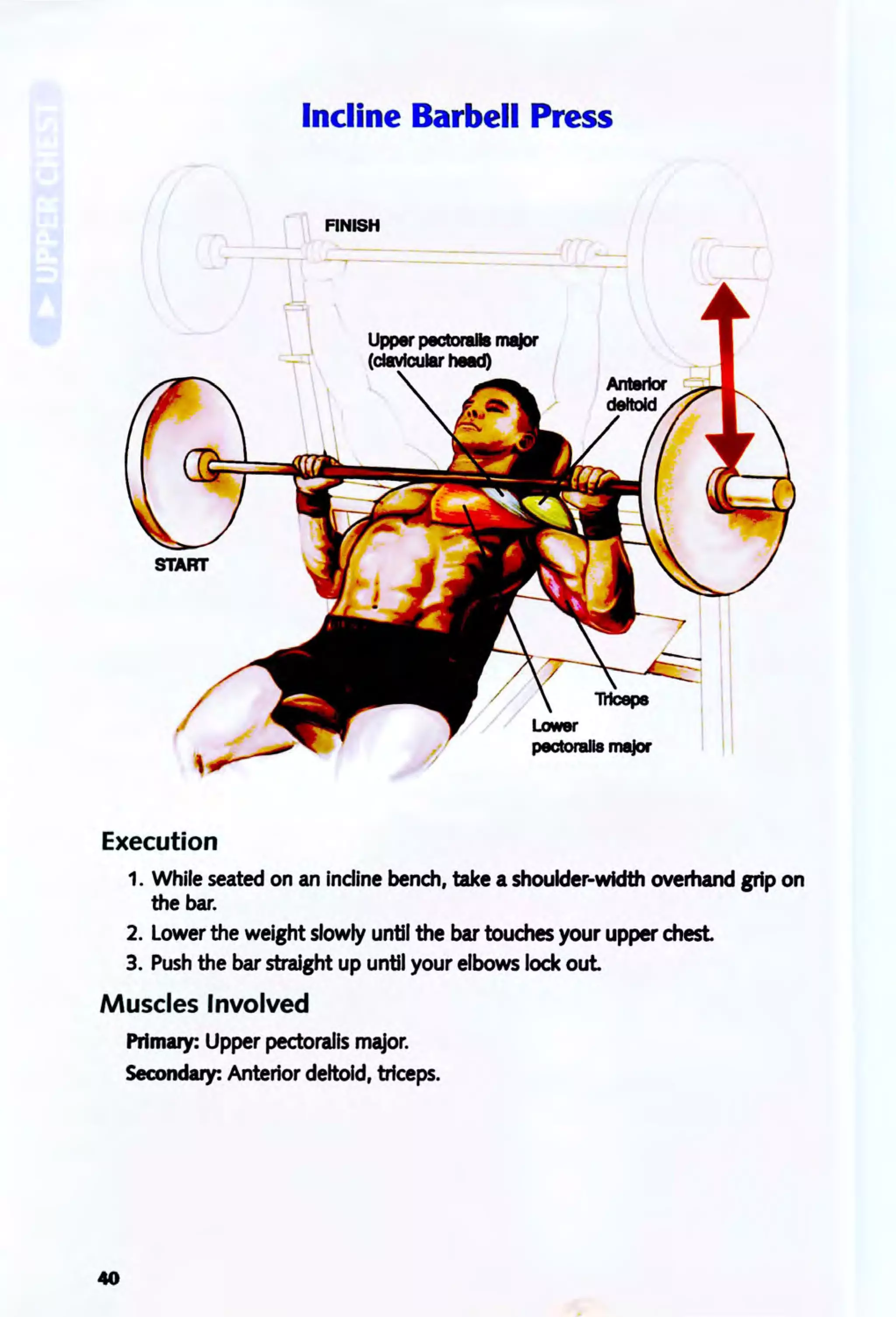 Bodybuilding anatomy | PDF