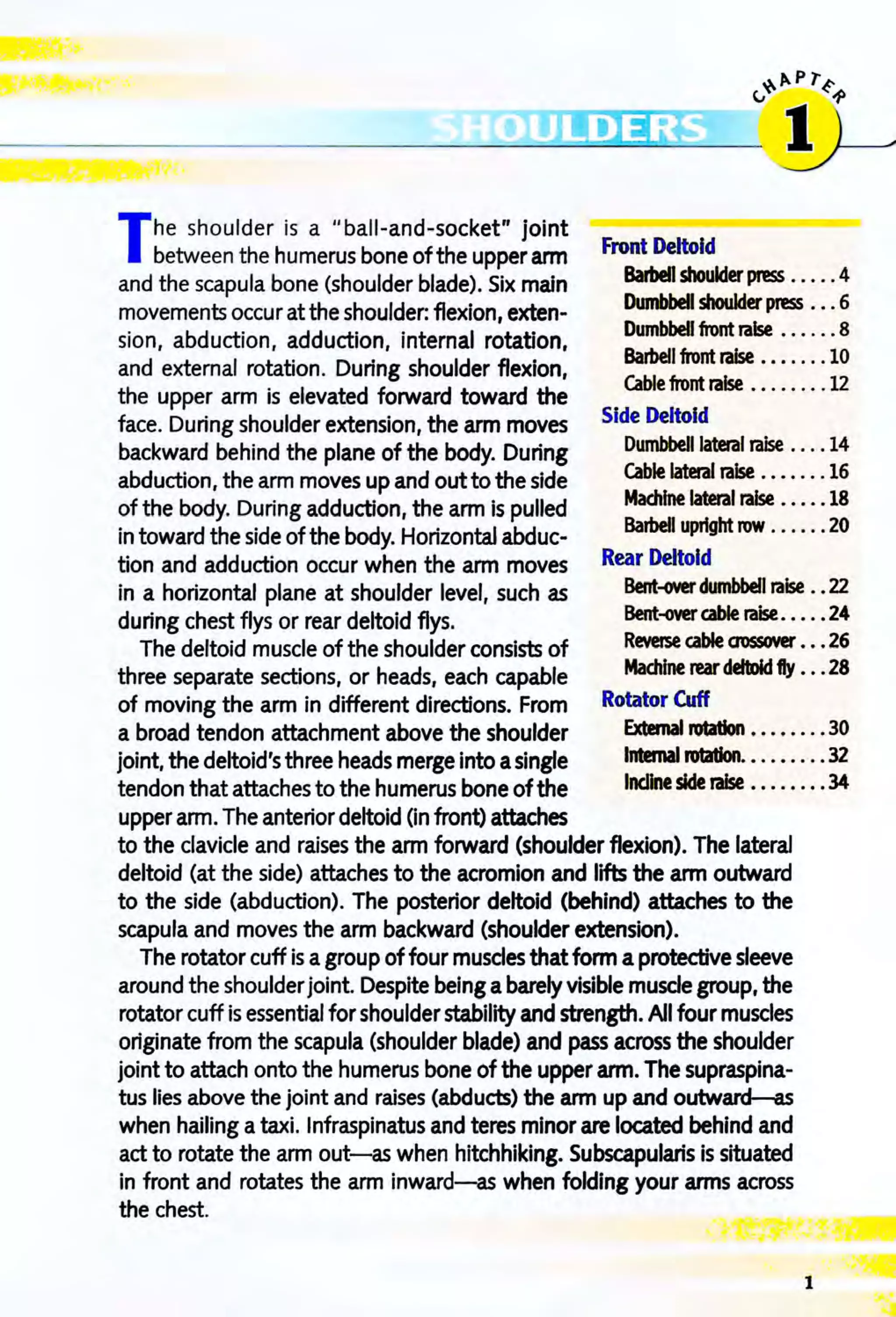 Bodybuilding anatomy | PDF