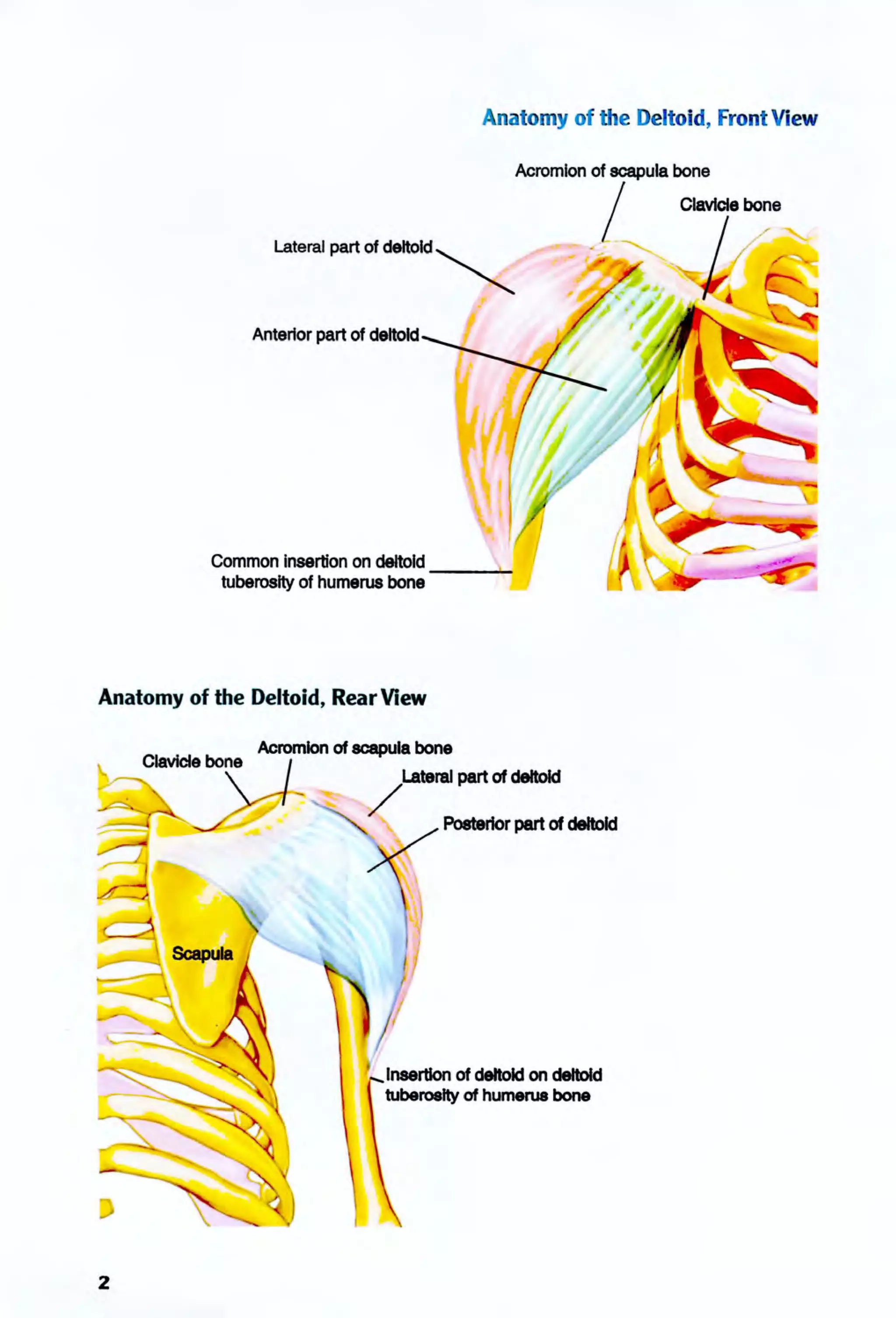 Bodybuilding anatomy | PDF