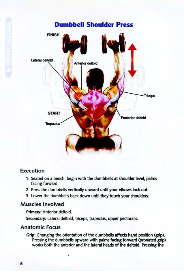 Bodybuilding anatomy | PDF | Physical Therapy | Wellness