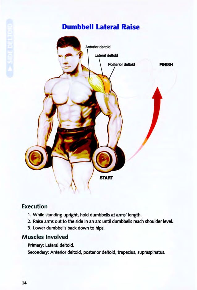 Bodybuilding anatomy | PDF | Physical Therapy | Wellness