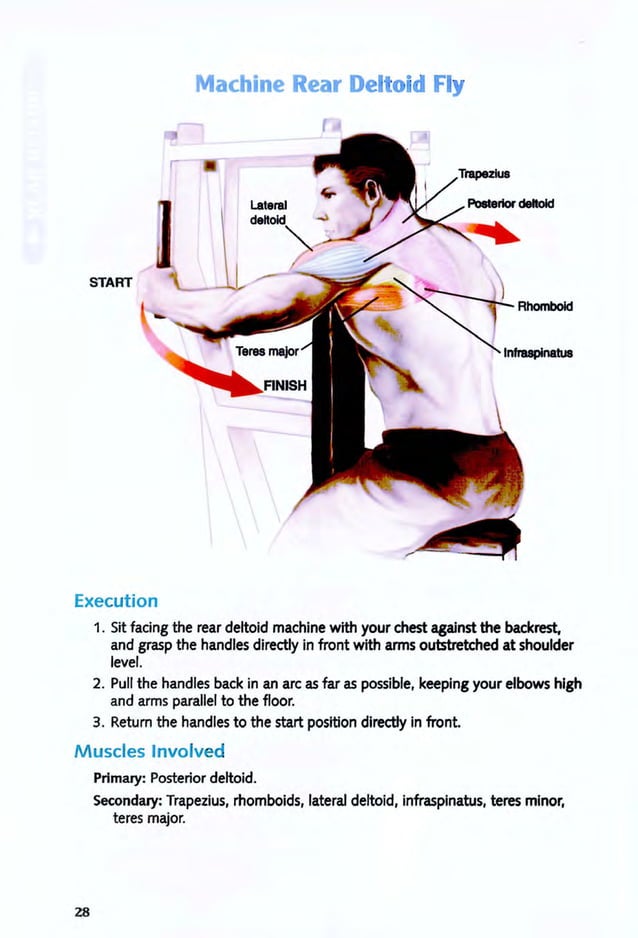 Bodybuilding anatomy | PDF | Physical Therapy | Wellness