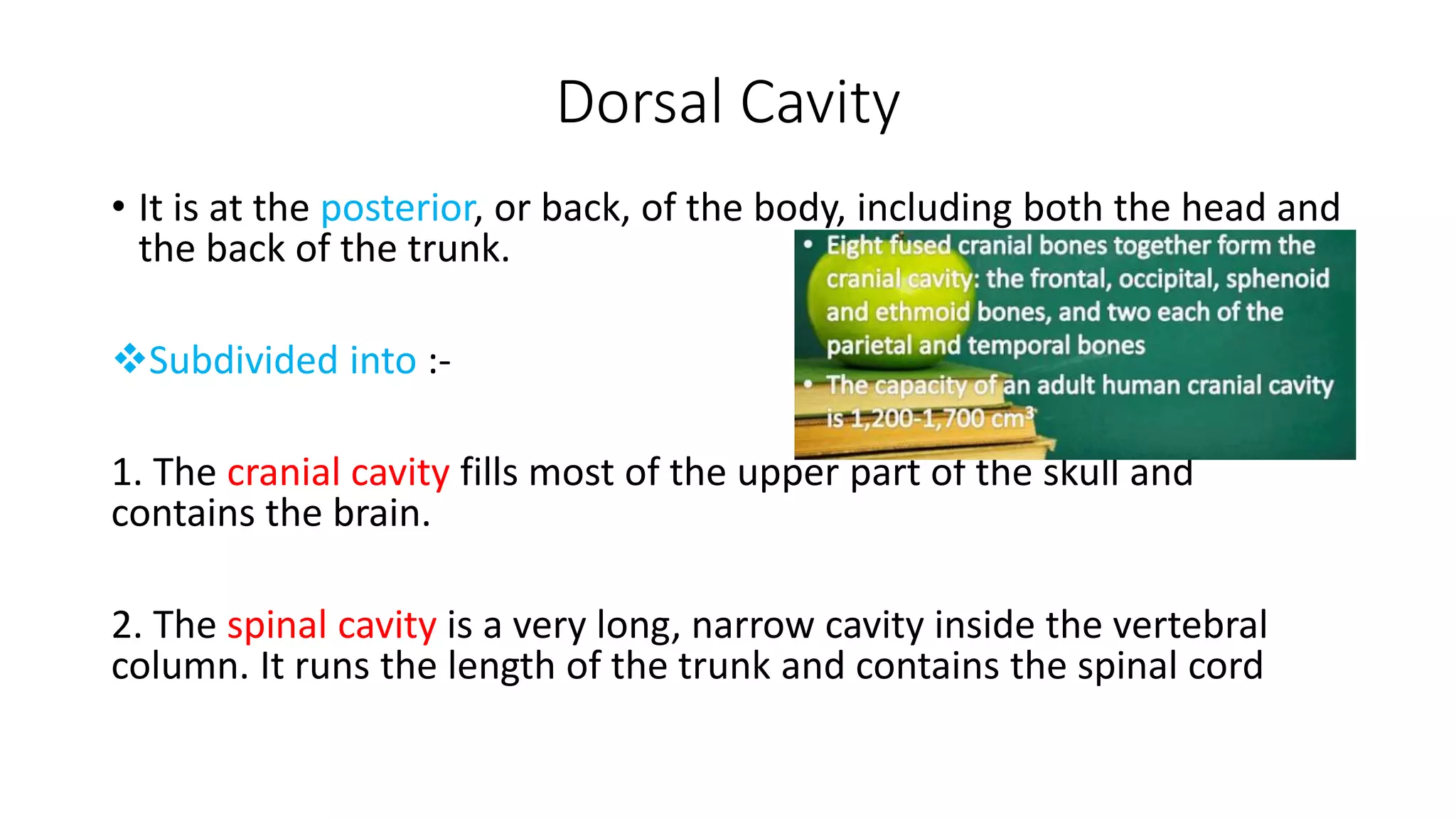 Body cavities | PPTX