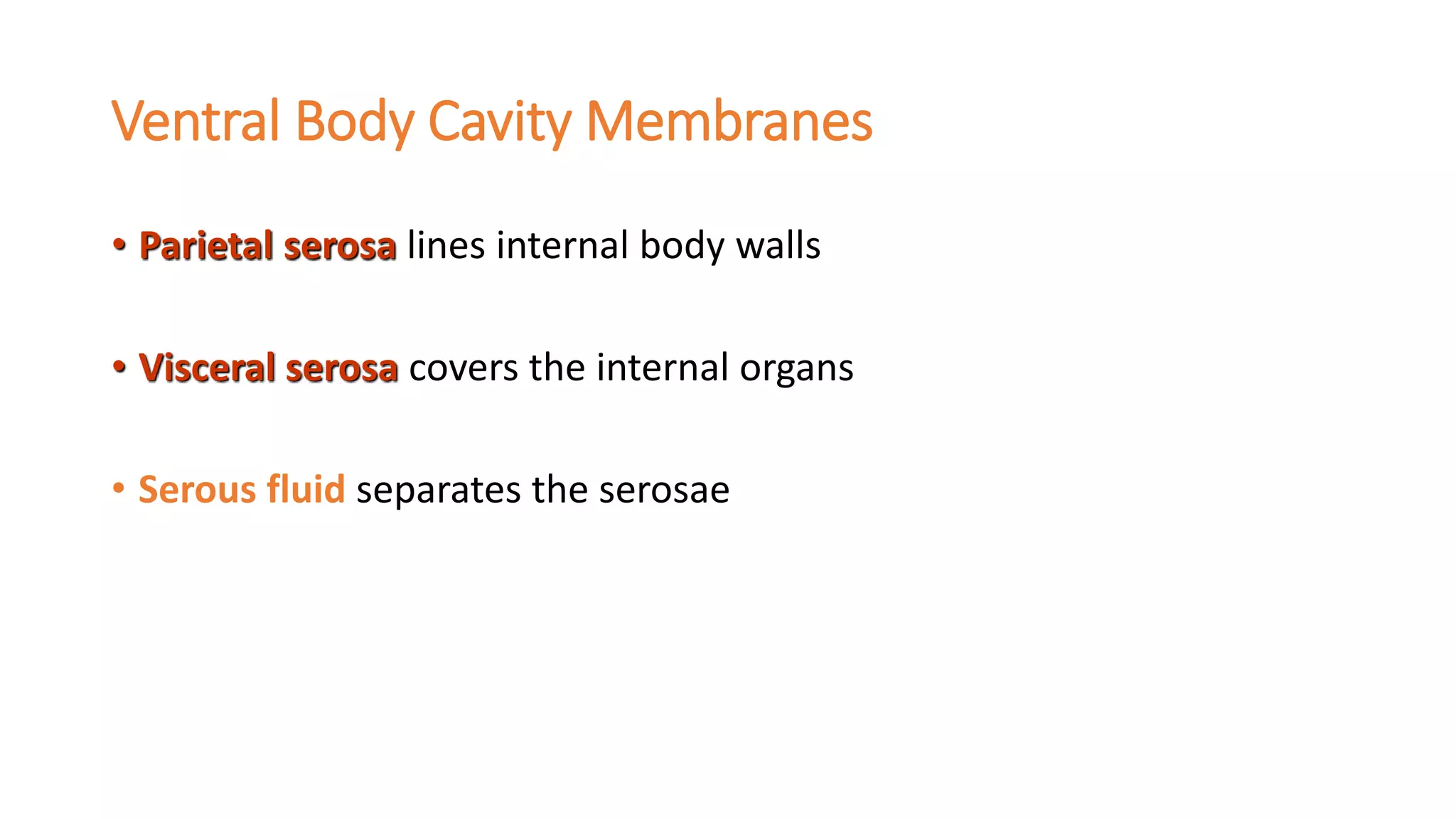 Body cavities | PPTX